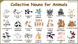 150+ Names of Group Animals: Collective Nouns with Pictures ...