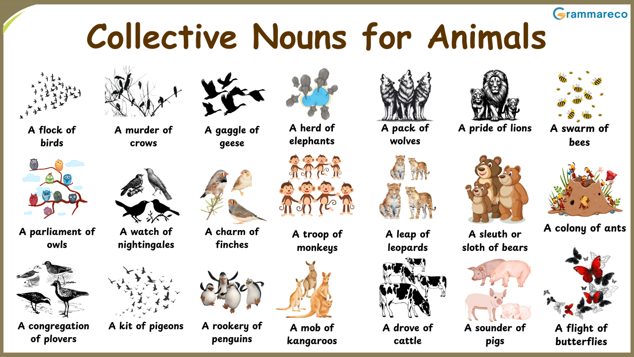 100+ Animals Collective Nouns List in English with Pictures ...