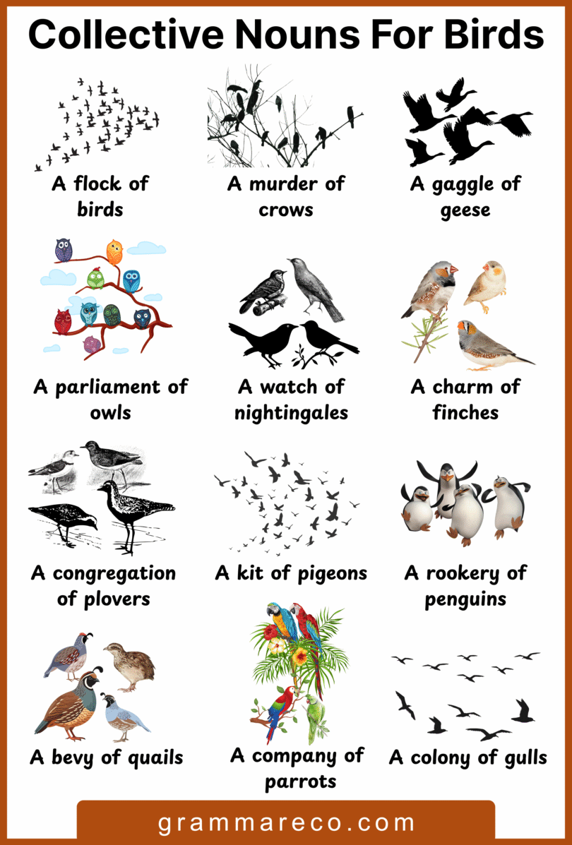 100+ Animals Collective Nouns List in English with Pictures ...