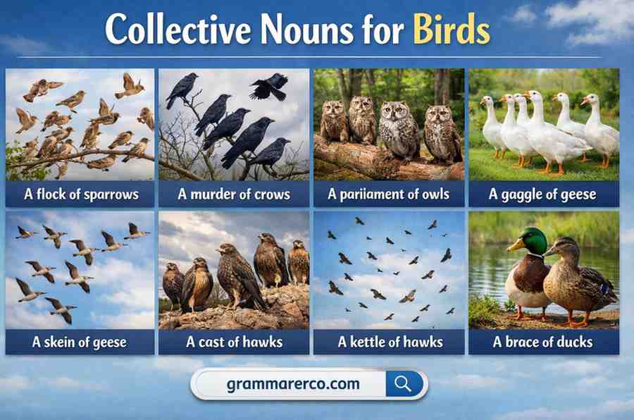 50+ Examples of Collective Nouns for Birds: Names of Birds Group ...