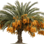 29+ Yellow Color Fruits with Names and images: Complete List ...