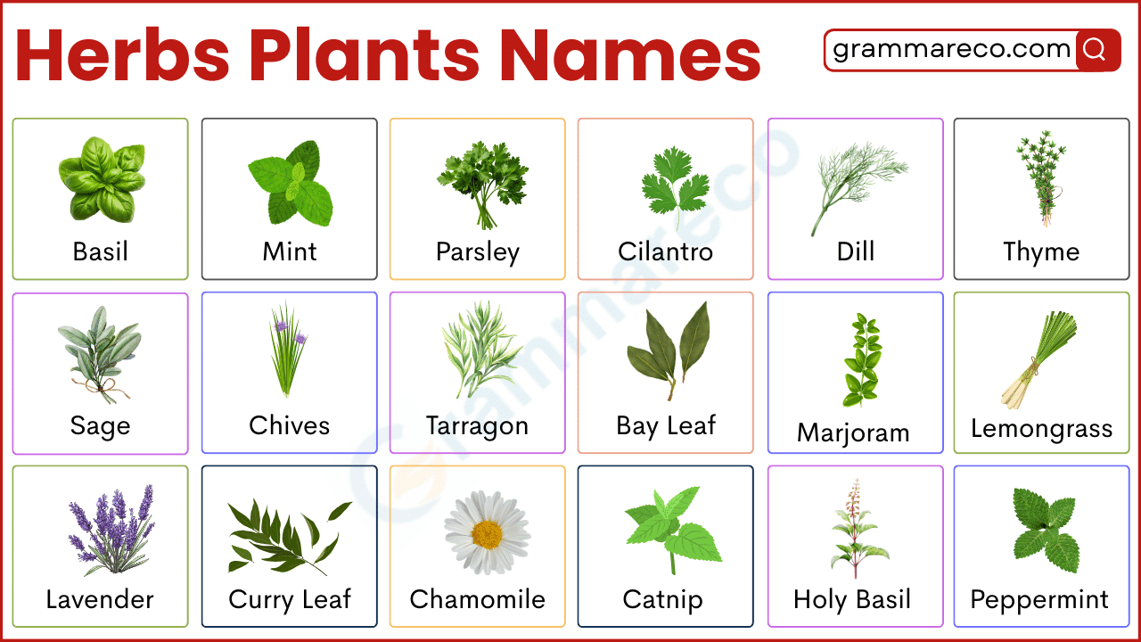 List 100+ Herbs Plants Names and Pictures with their Uses | Grammareco.com